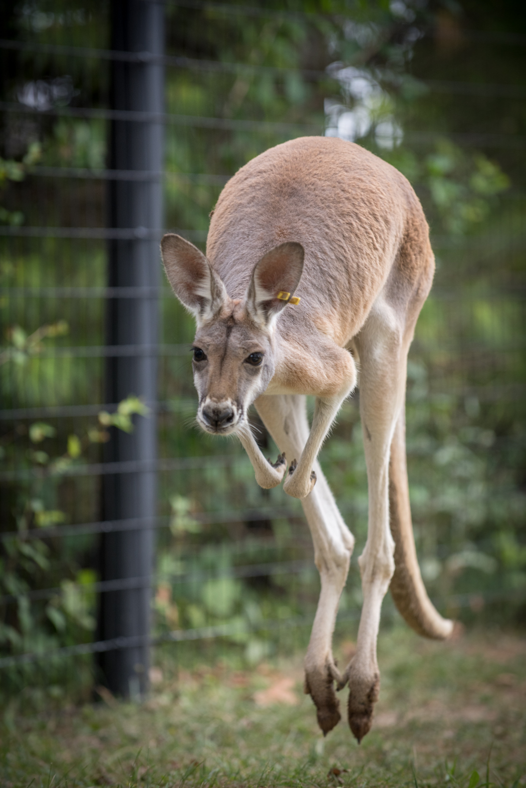 Columbus Zoo | Red Kangaroo